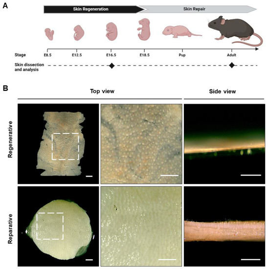 Cells | Free Full-Text | Comprehensive Characterization of Tissues ...