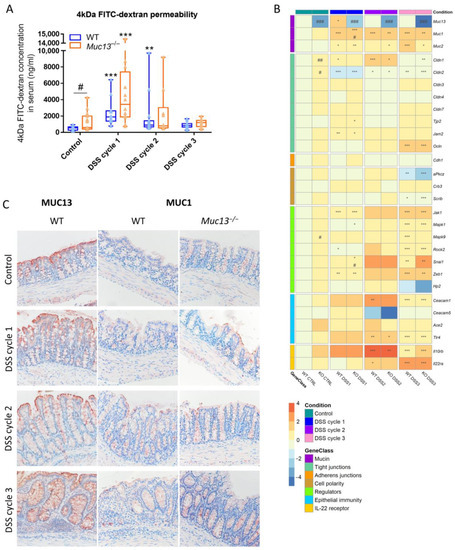 IL-22-Activated MUC13 Impacts on Colonic Barrier Function through JAK1 ...
