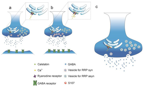 The Role of Ryanodine Receptors in Regulating Neuronal Activity and Its ...