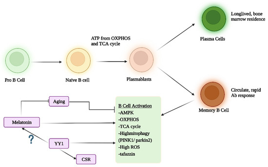 Redefining Autoimmune Disorders’ Pathoetiology: Implications for Mood ...