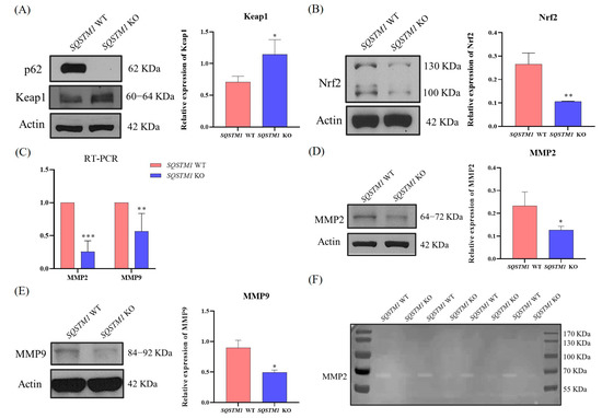 SQSTM1/p62 Knockout by Using the CRISPR/Cas9 System Inhibits Migration ...