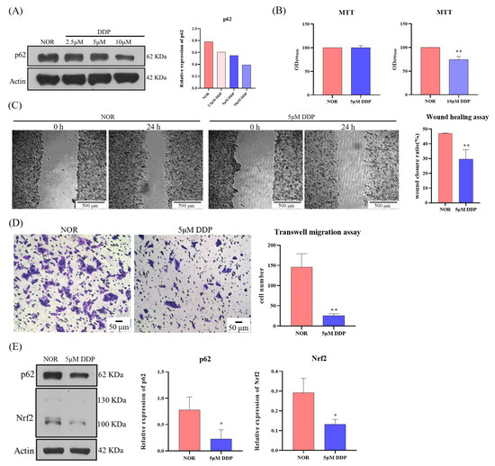 SQSTM1/p62 Knockout by Using the CRISPR/Cas9 System Inhibits Migration ...