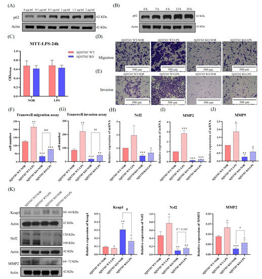 SQSTM1/p62 Knockout by Using the CRISPR/Cas9 System Inhibits Migration ...