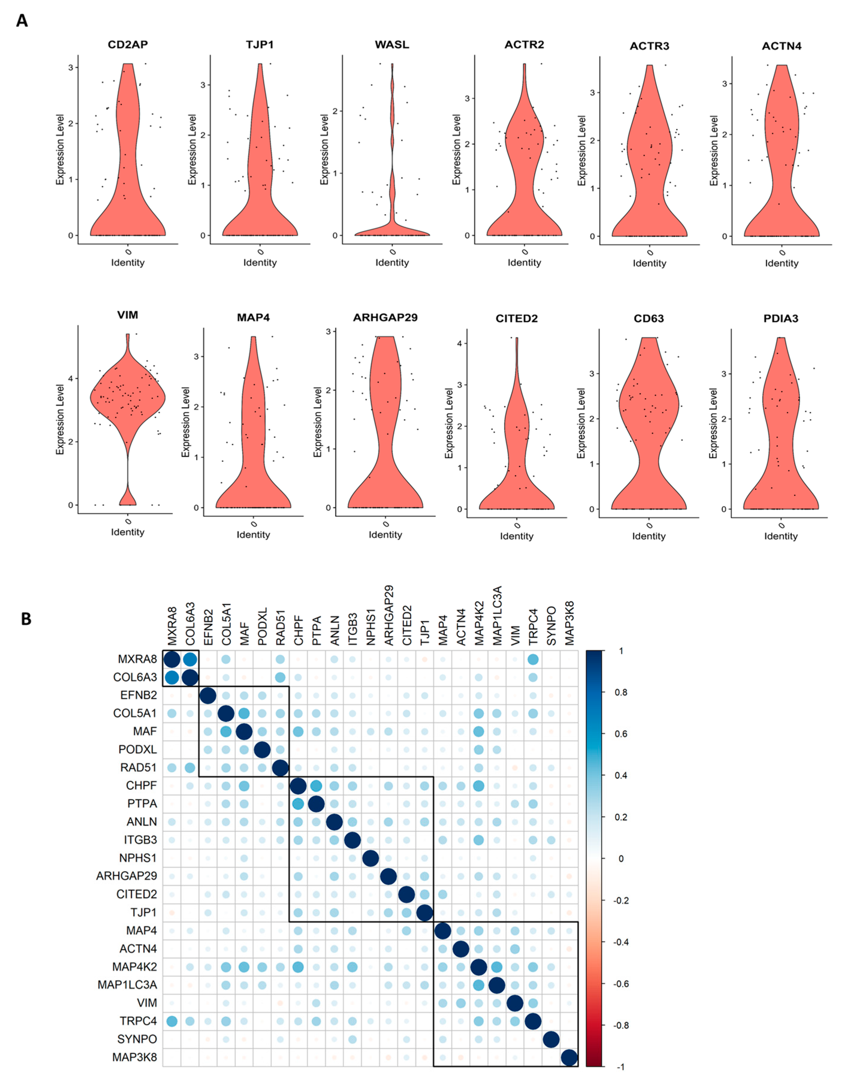 Characterizing Intraindividual Podocyte Morphology In Vitro with ...