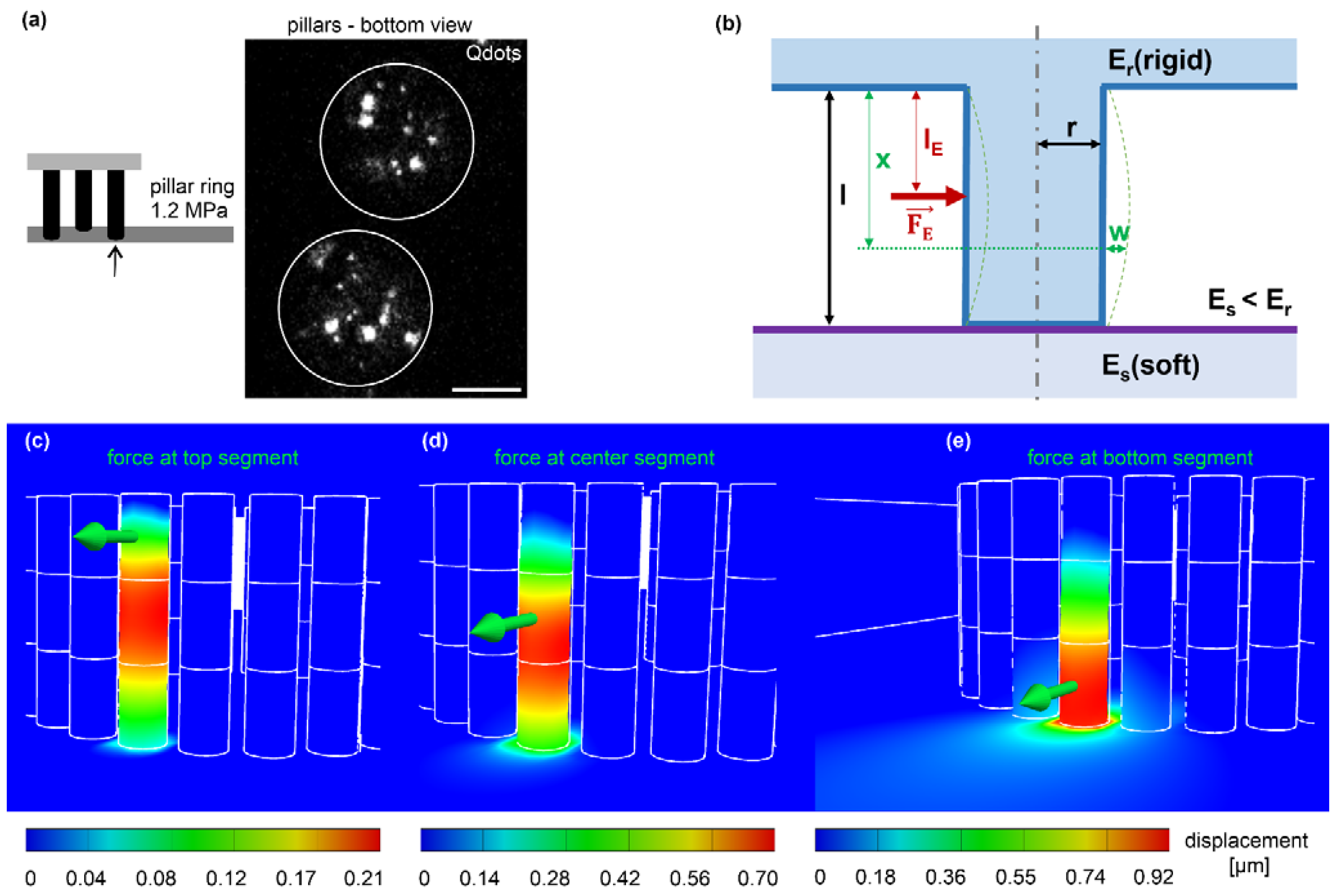 Elastomeric Pillar Cages Modulate Actomyosin Contractility of ...