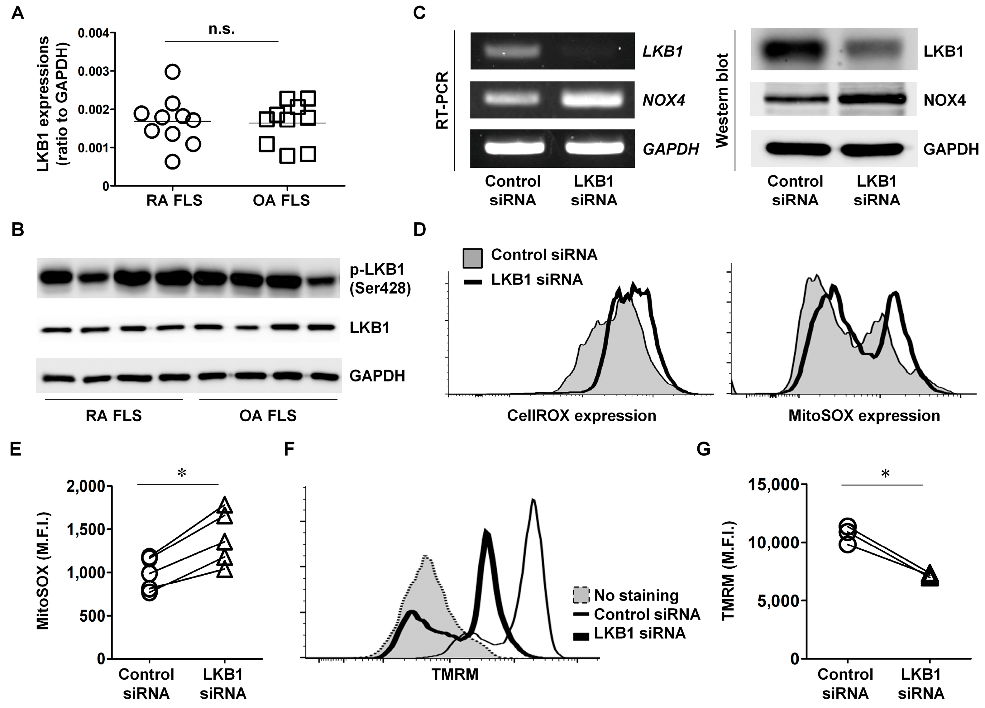 LKB1 Regulates Inflammation of Fibroblast-like Synoviocytes from ...