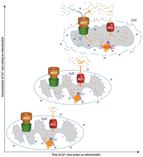 Cells | Free Full-Text | The Mitochondrial Permeability Transition Pore—Current Knowledge of Its ...