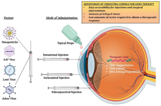 Cells | Free Full-Text | Corneal Regeneration Using Gene Therapy Approaches
