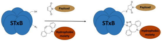 Engineered Synthetic STxB for Enhanced Cytosolic Delivery