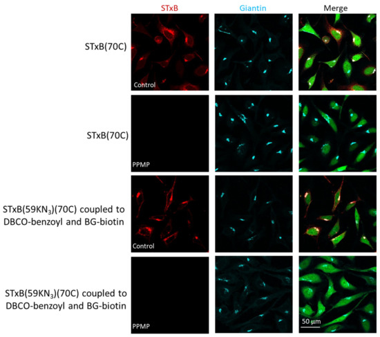 Engineered Synthetic STxB for Enhanced Cytosolic Delivery