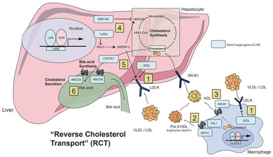 Cells | Free Full-Text | Targeting Liver X Receptors for the Treatment ...