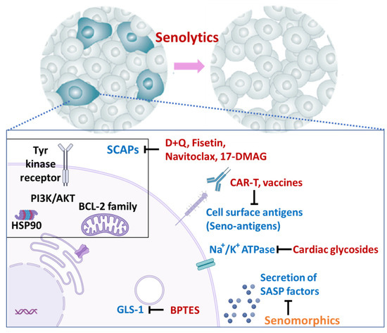 Senescent Cells: A Therapeutic Target in Cardiovascular Diseases