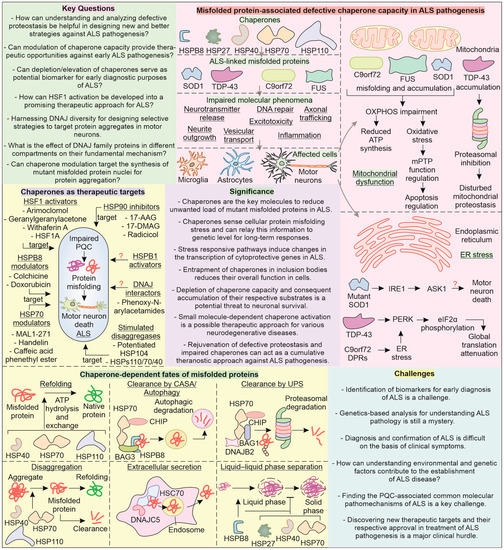 Molecular Chaperones’ Potential against Defective Proteostasis of ...