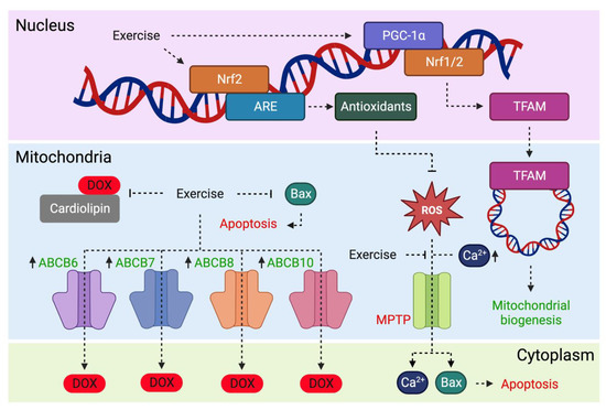 Cellular Mechanisms Mediating Exercise-Induced Protection against ...
