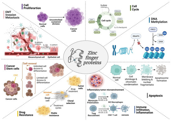 Zinc Finger Proteins in the War on Gastric Cancer: Molecular Mechanism and Clinical Potential