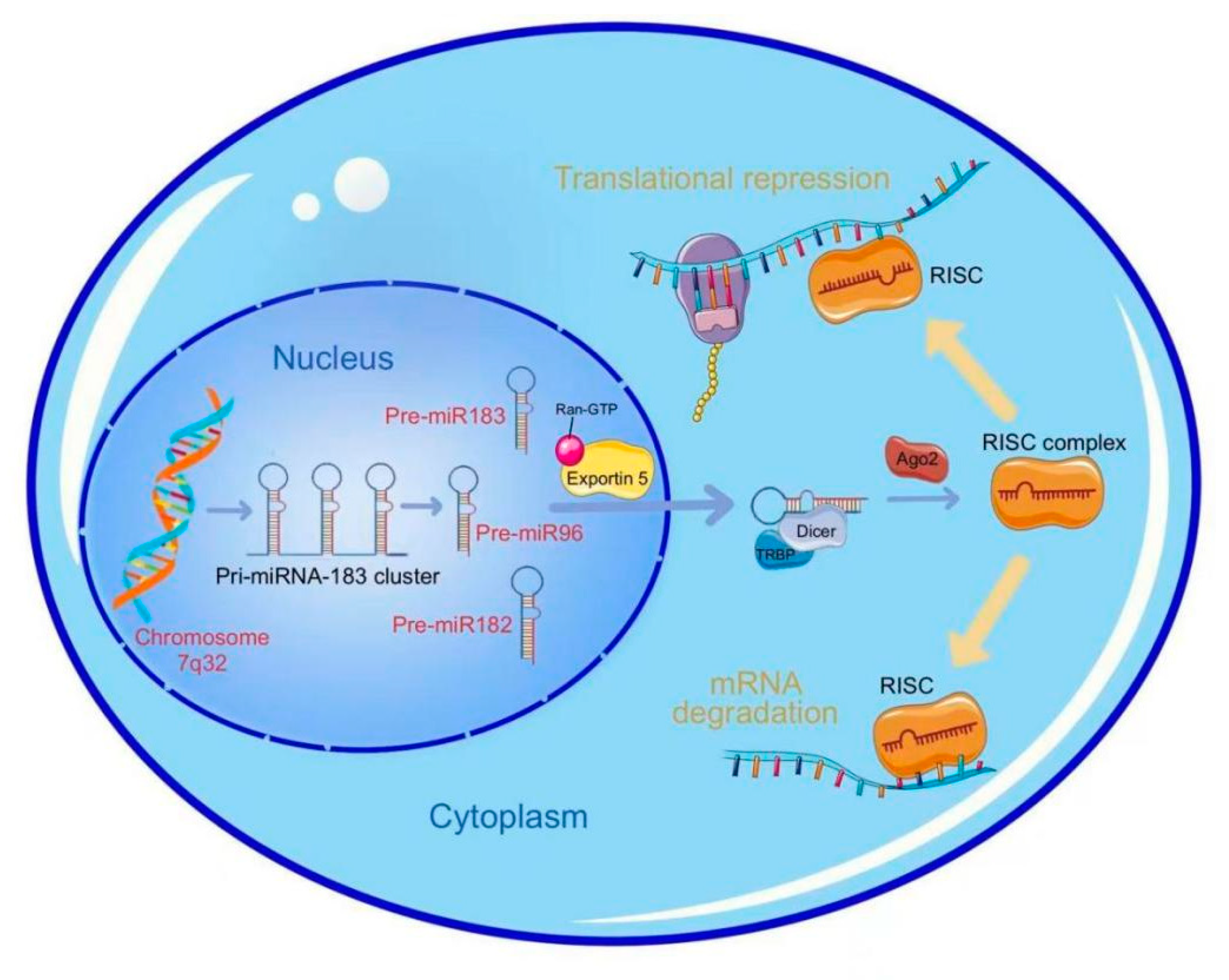 Cells Free Full Text The Mir 183 Cluster Biogenesis Functions