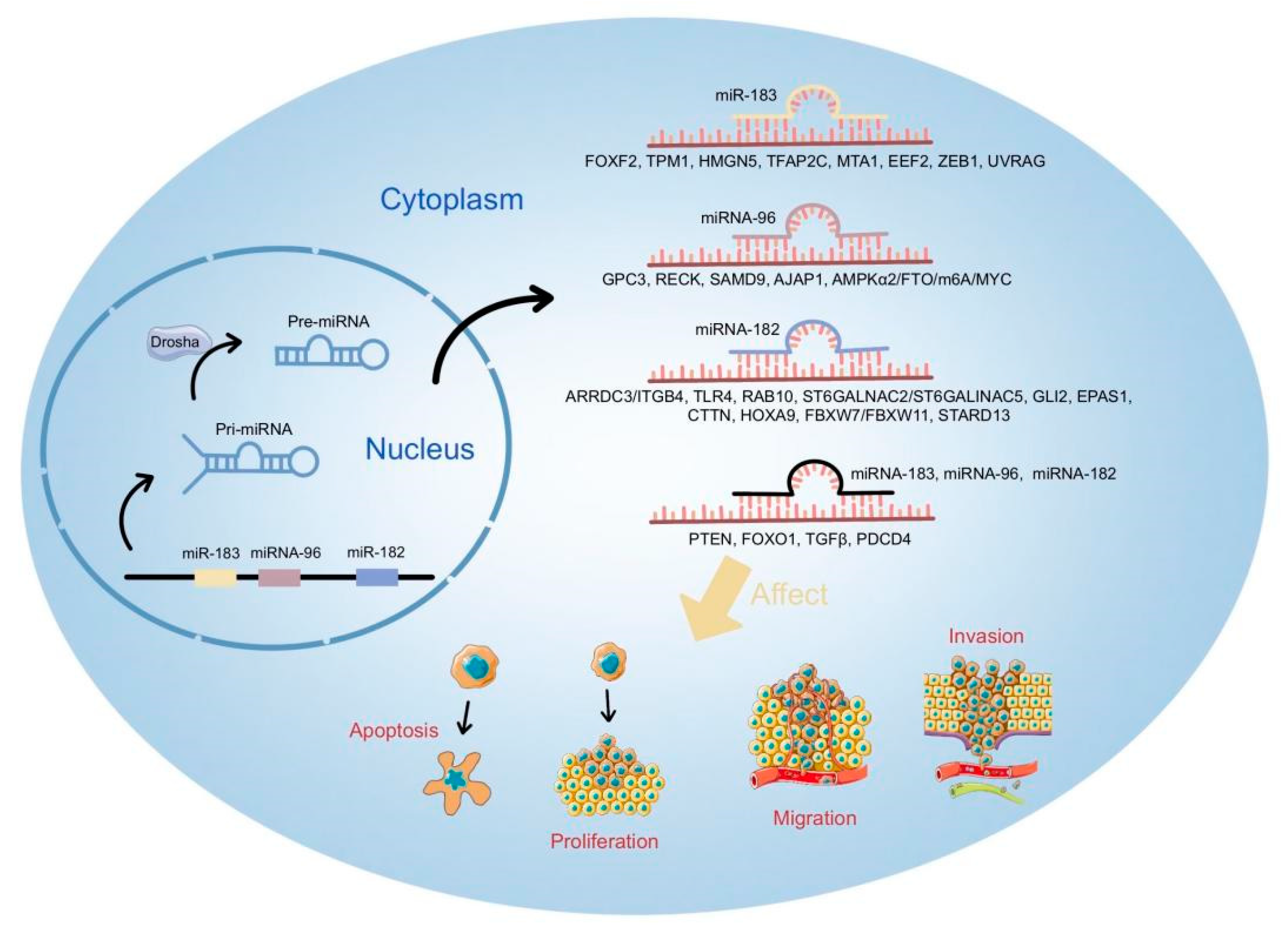 Cells Free Full Text The Mir 183 Cluster Biogenesis Functions
