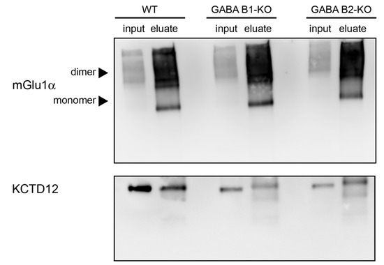 Protein Networks Associated with Native Metabotropic Glutamate 1 ...