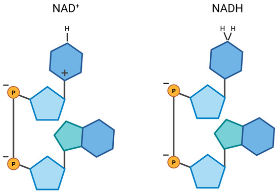 Cellular and Mitochondrial NAD Homeostasis in Health and Disease
