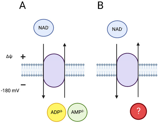 Cellular and Mitochondrial NAD Homeostasis in Health and Disease