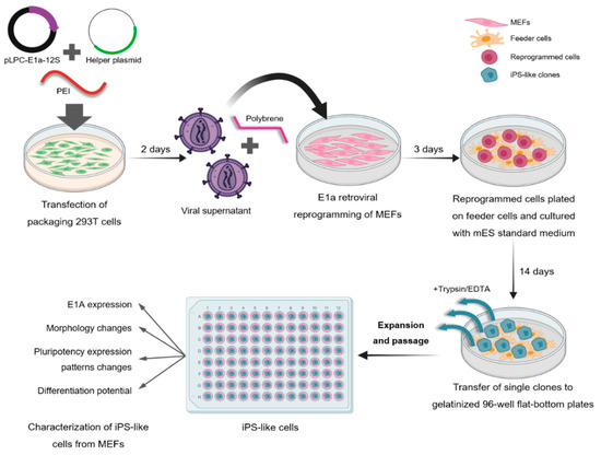 The E1a Adenoviral Gene Upregulates the Yamanaka Factors to Induce ...