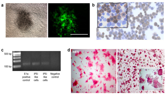 The E1a Adenoviral Gene Upregulates the Yamanaka Factors to Induce ...