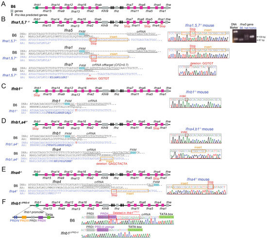 Multiple and Consecutive Genome Editing Using i-GONAD and Breeding ...