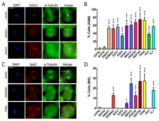 Cells | Free Full-Text | Knockdown of DOM/Tip60 Complex Subunits ...