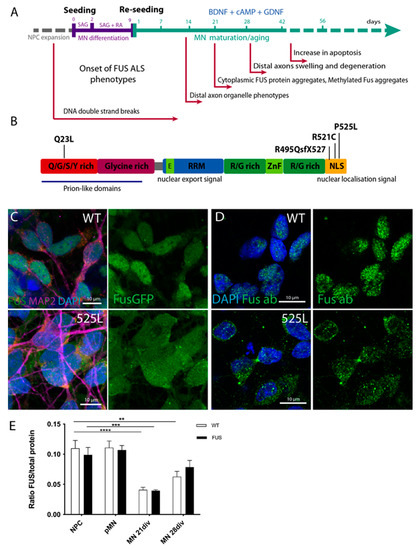 Live Cell Imaging of ATP Levels Reveals Metabolic Compartmentalization ...