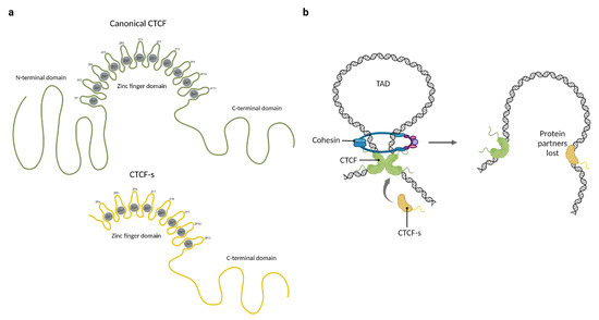 CTCF and Its Multi-Partner Network for Chromatin Regulation