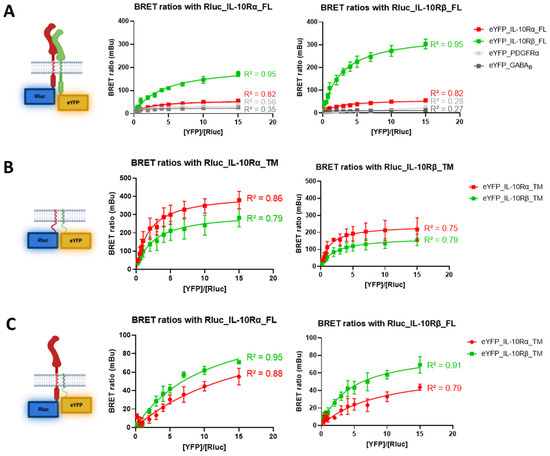 Implication of the Transmembrane Domain in the Interleukin 10 Receptor ...