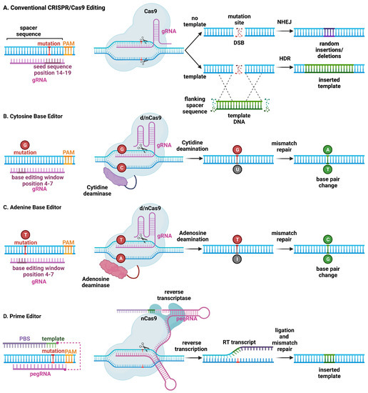 Genome Editing and Cardiac Arrhythmias