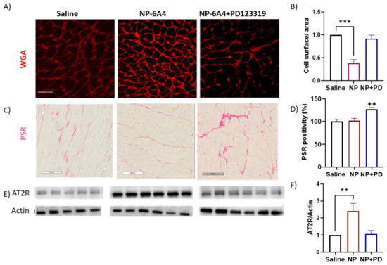 Cardiovascular Protective Effects of NP-6A4, a Drug with the FDA ...