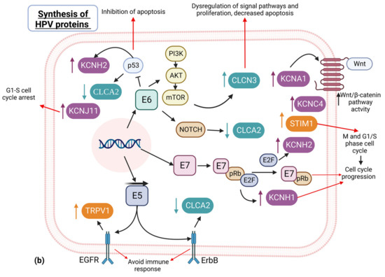 Ion Channels as Potential Tools for the Diagnosis, Prognosis, and Treatment of HPV-Associated ...