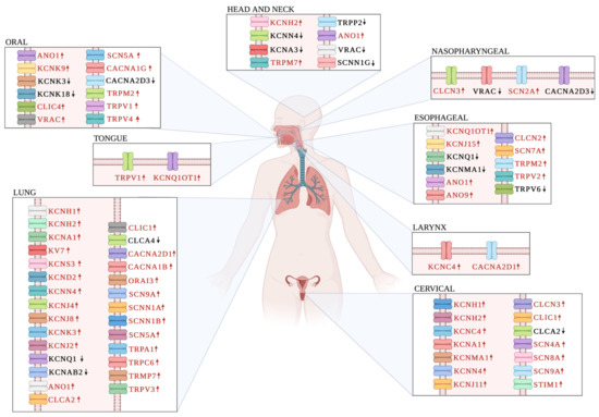 Ion Channels as Potential Tools for the Diagnosis, Prognosis, and Treatment of HPV-Associated ...