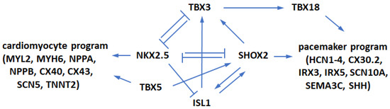 Conversion of Unmodified Stem Cells to Pacemaker Cells by ...