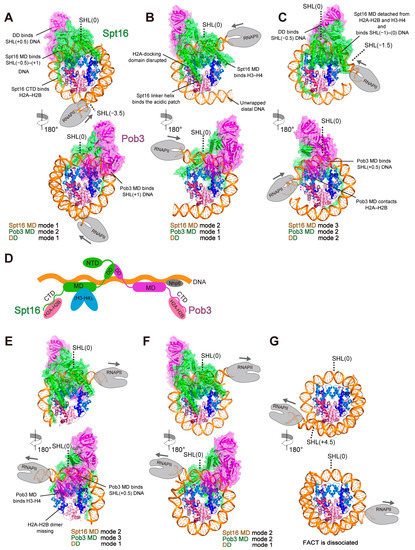 Structural Transition of the Nucleosome during Transcription Elongation