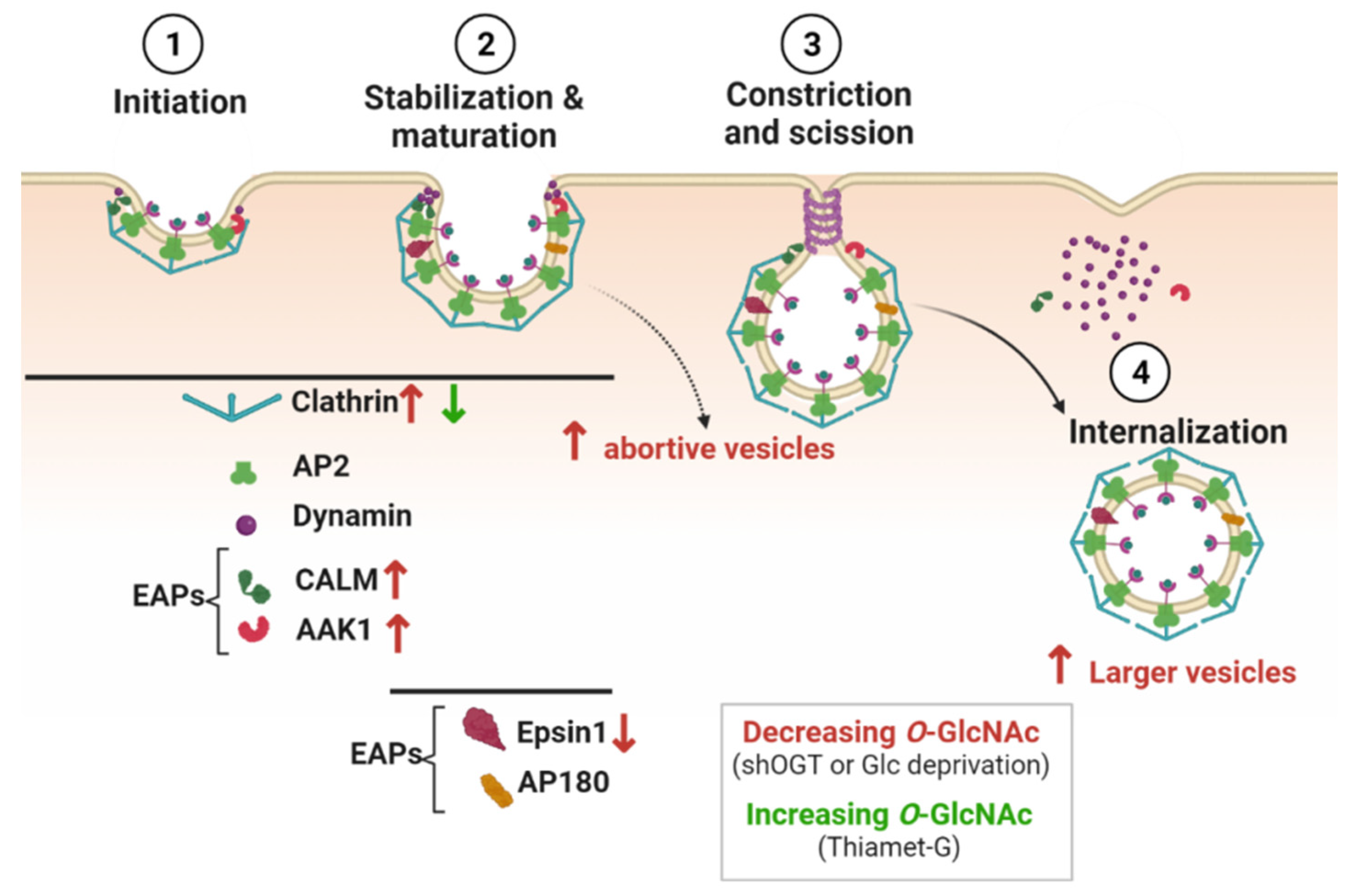 O-GlcNAc Dynamics: The Sweet Side of Protein Trafficking Regulation in ...