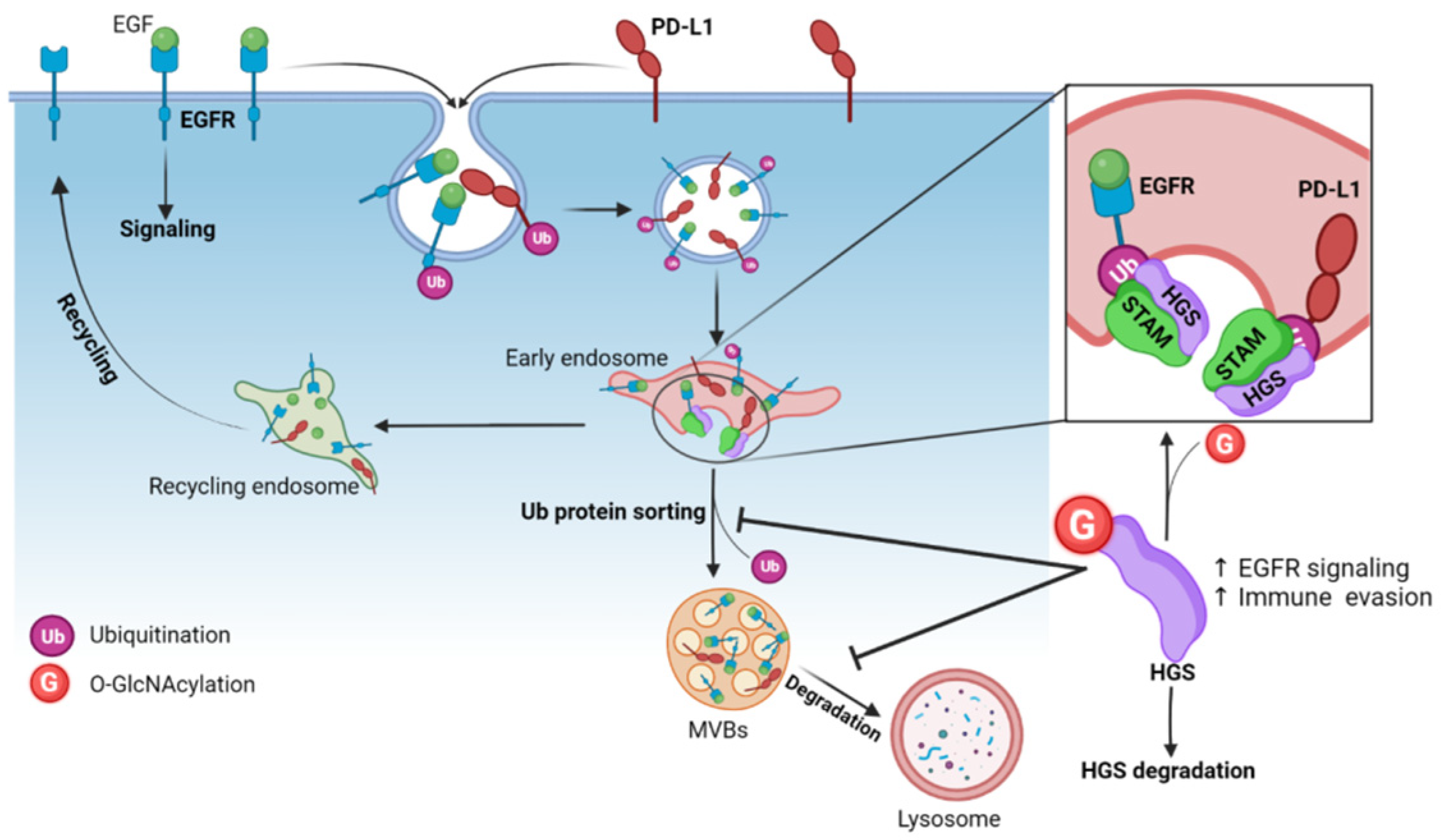 O-GlcNAc Dynamics: The Sweet Side of Protein Trafficking Regulation in ...
