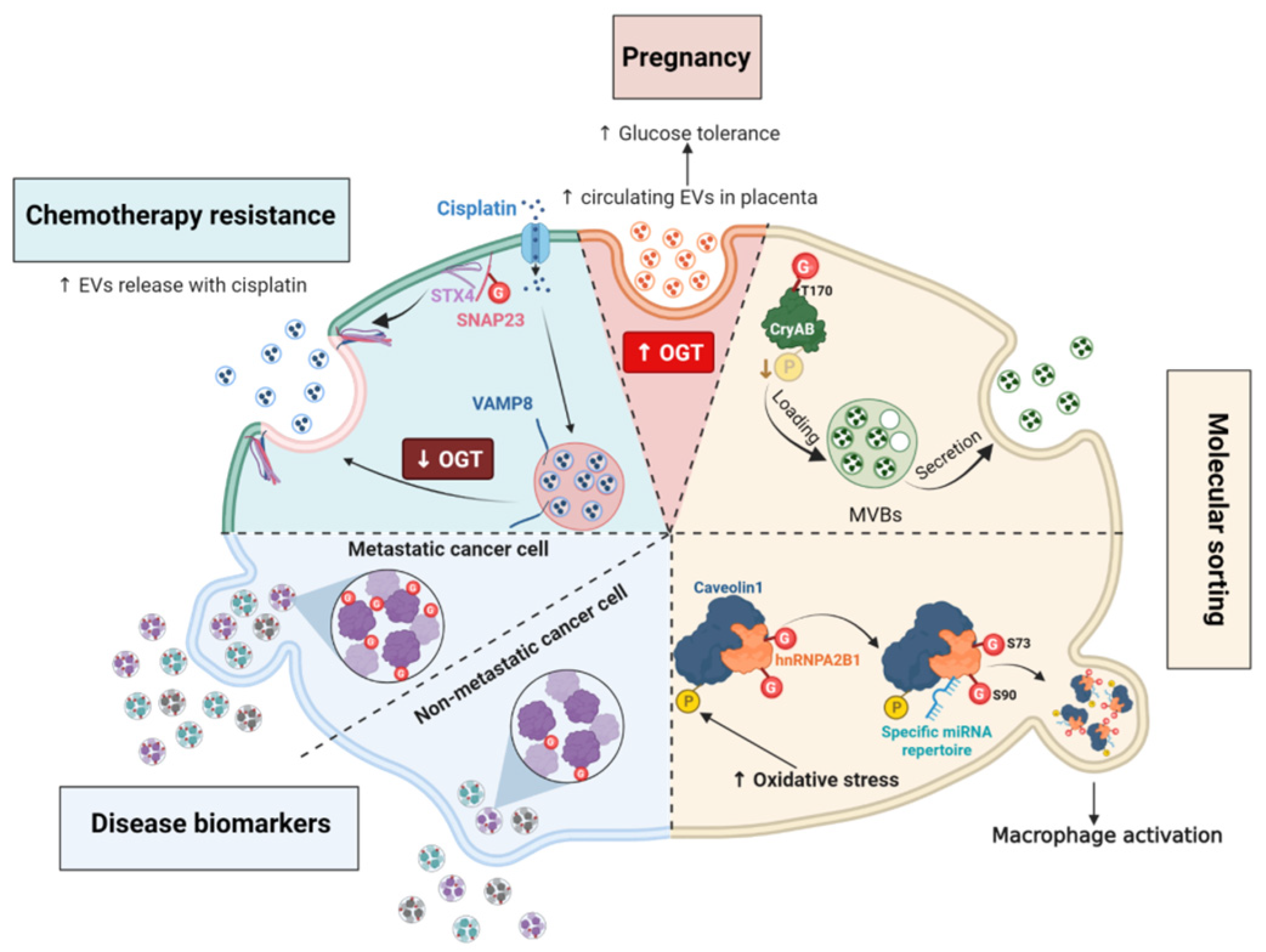 O-GlcNAc Dynamics: The Sweet Side of Protein Trafficking Regulation in Mammalian Cells