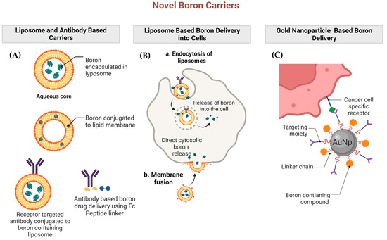Next-Generation Boron Drugs and Rational Translational Studies Driving ...