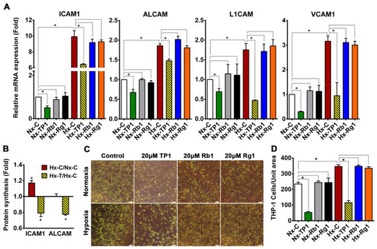 Ginsentide TP1 Protects Hypoxia-Induced Dysfunction and ER Stress ...