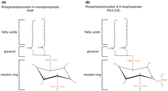 A Plethora of Functions Condensed into Tiny Phospholipids: The Story of PI4P and PI(4,5)P2