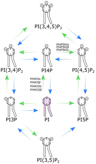 A Plethora of Functions Condensed into Tiny Phospholipids: The Story of PI4P and PI(4,5)P2