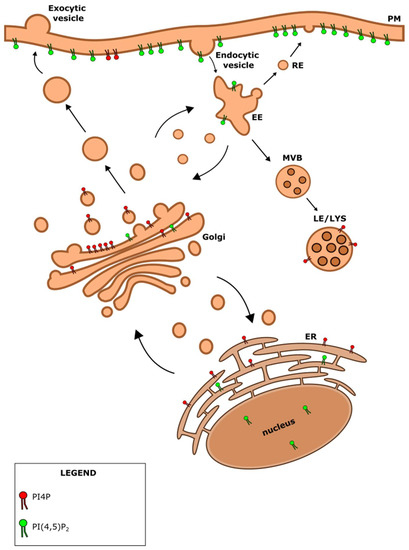 A Plethora of Functions Condensed into Tiny Phospholipids: The Story of PI4P and PI(4,5)P2