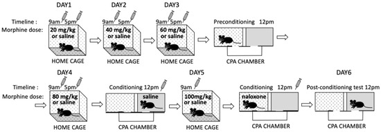 Loss of Astrocytic µ Opioid Receptors Exacerbates Aversion Associated ...
