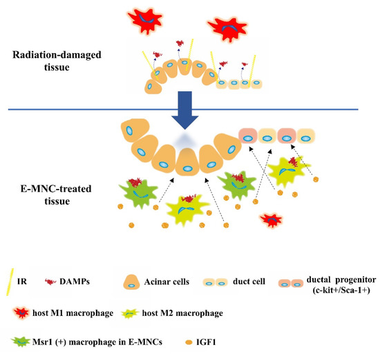 Immunomodulatory Macrophages Enable E-MNC Therapy for Radiation-Induced ...