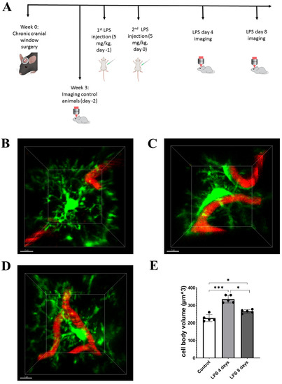 LPS-Induced Systemic Inflammation Affects the Dynamic Interactions of ...
