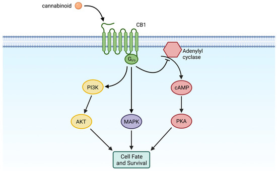 Cannabinoid Signaling in Kidney Disease