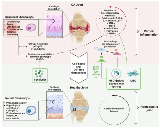 Therapeutic Perspectives for Inflammation and Senescence in ...